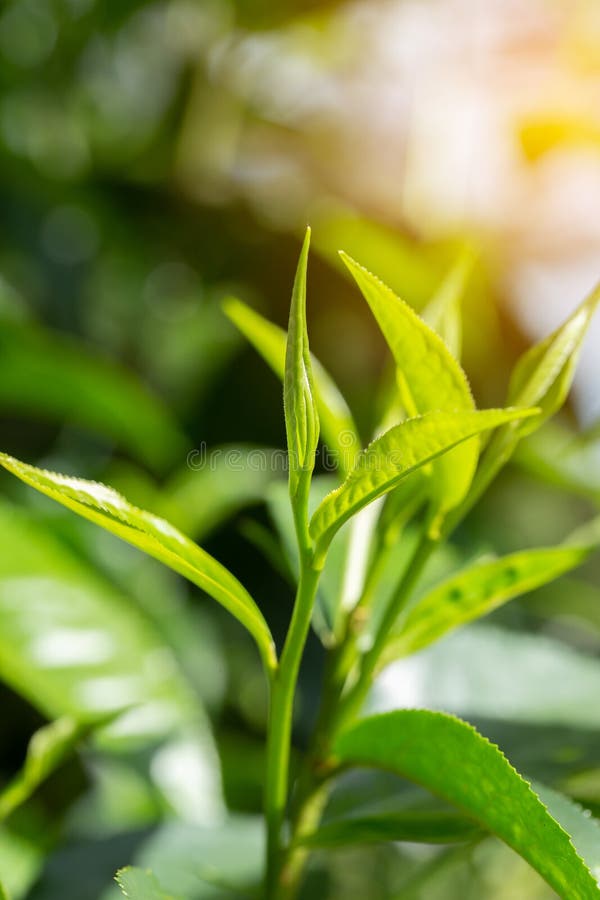 Closeup Fresh Green Tea Leaves Stock Image - Image of leaf, herbal ...