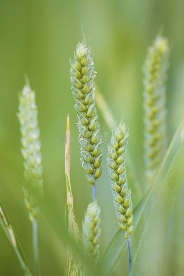 Closeup Of A Fresh Green Wheat Plant In A Field Stock Photo - Image of ...