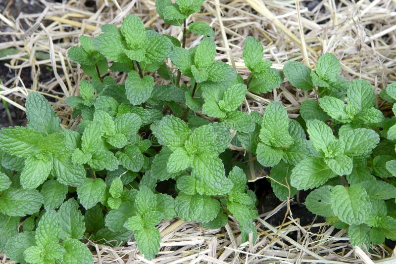 Closeup of Fresh Growing Peppermint Leaves Stock Image - Image of ...