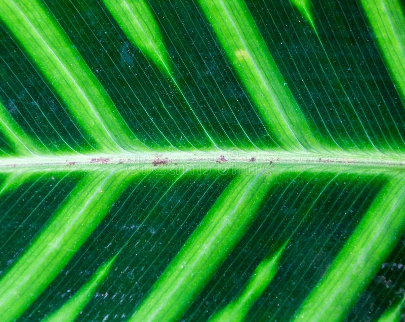 Closeup of fresh leaf stock photo. Image of color, bright - 38617694