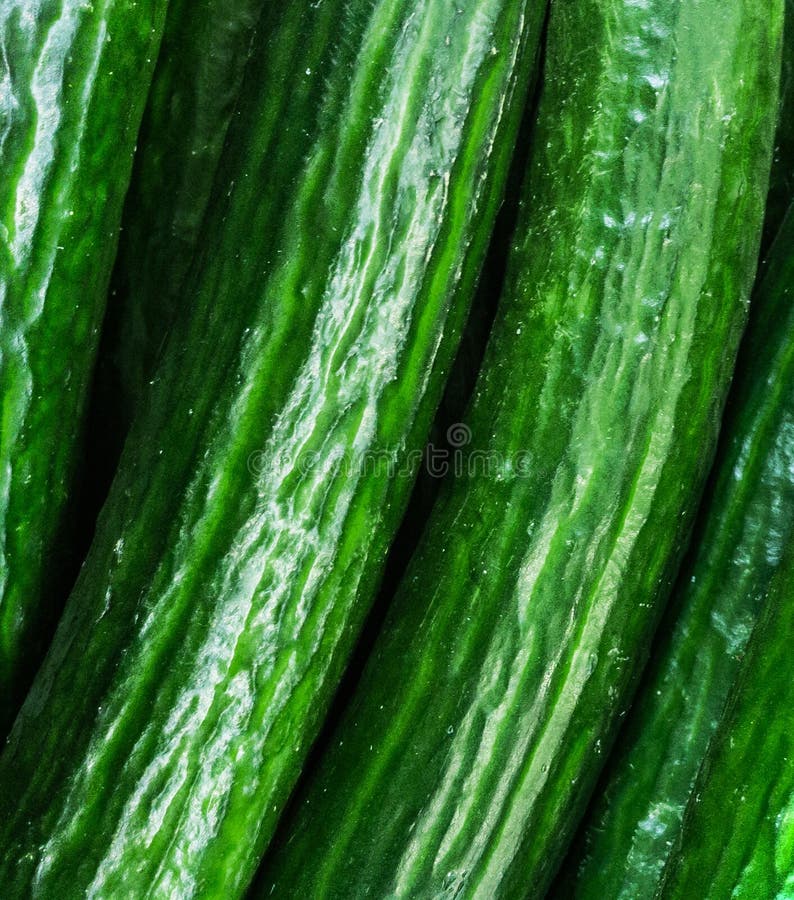 2 cucumbers stock photo. Image of cooking, organic, snack - 171891018