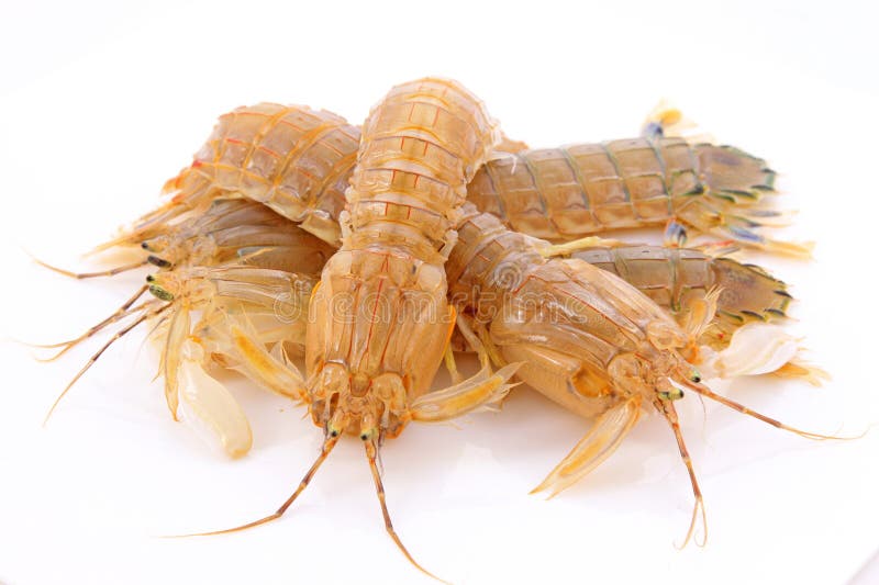 Fresh Mantis Shrimp on a White Background Stock Image - Image of ...