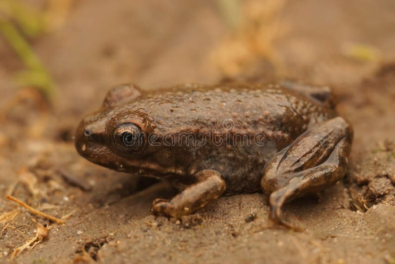 Closeup on a Fresh Metamprhosed Juvenile Common European Toad, Bufo ...