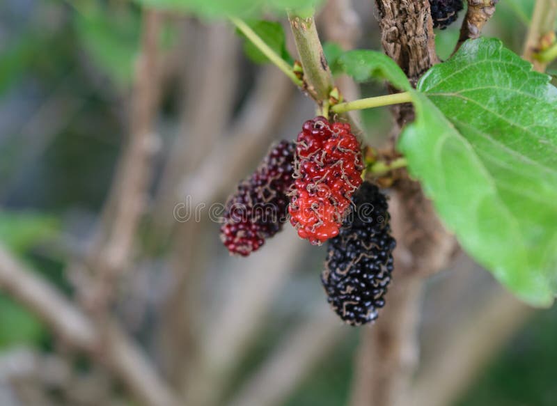 Mulberry Tree Branch with Fruits Stock Photo - Image of fresh, fruit ...