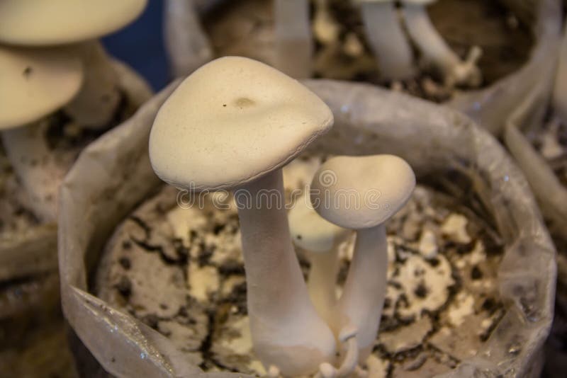 Closeup Fresh Mushroom in a Mushroom Cube Stock Image - Image of fungus ...