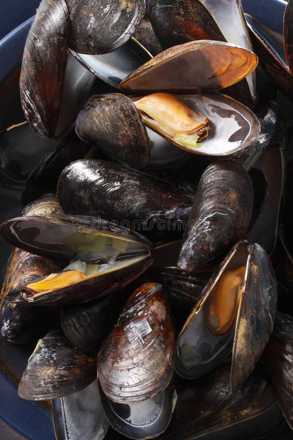 Closeup on fresh mussels stock image. Image of boiled - 26430903