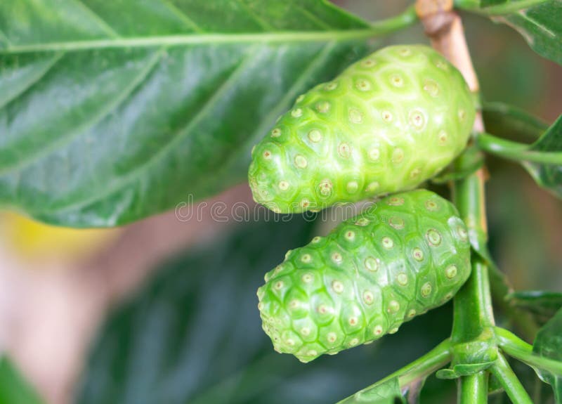 Branch of noni stock photo. Image of doleur, capitula - 103855910