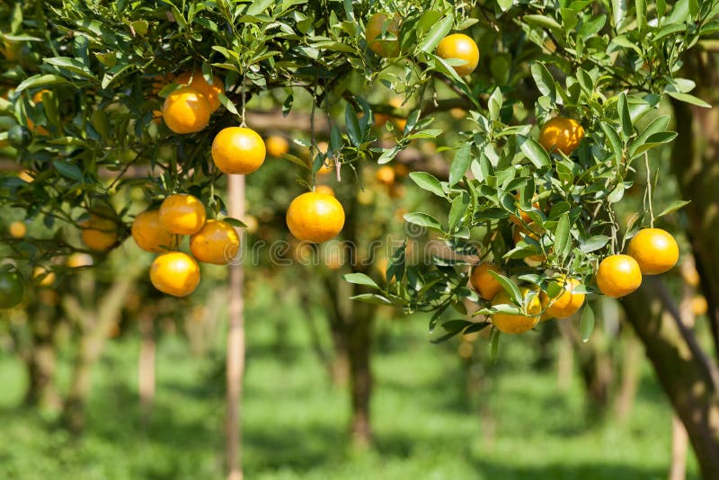 Closeup Fresh Orange on Plant, Orange Tree Stock Image - Image of ...