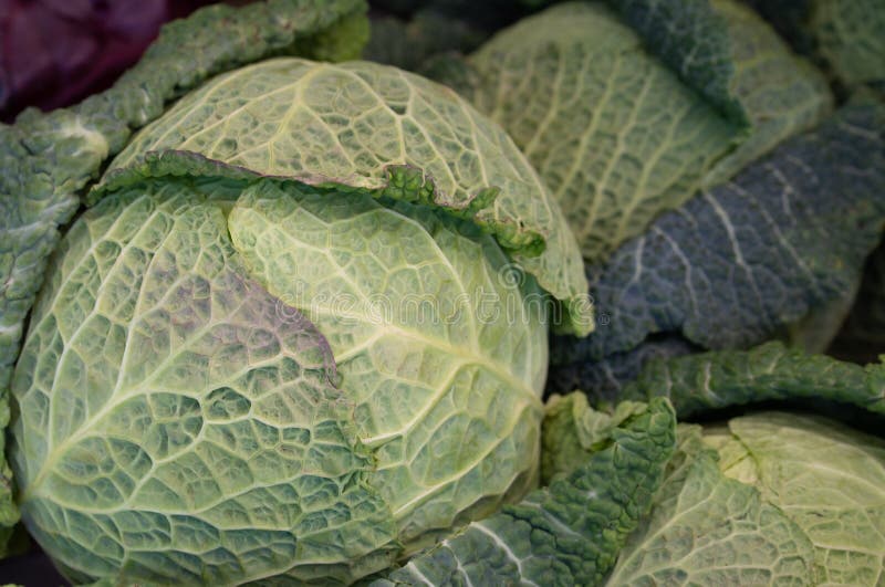 Closeup of Fresh Organic Savoy Cabbage Lying Side by Side for Sale ...