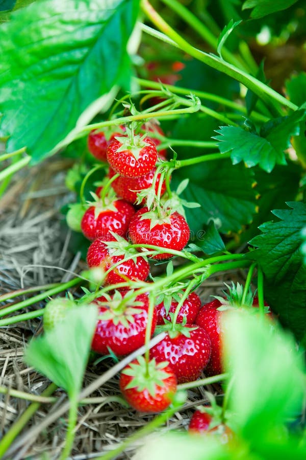 Closeup of Fresh Organic Strawberries Stock Image - Image of ...