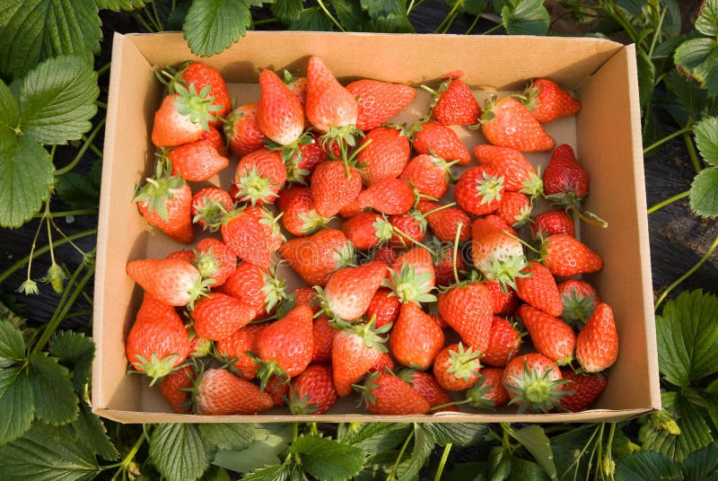 Closeup of Fresh Organic Strawberries Stock Photo - Image of farming ...