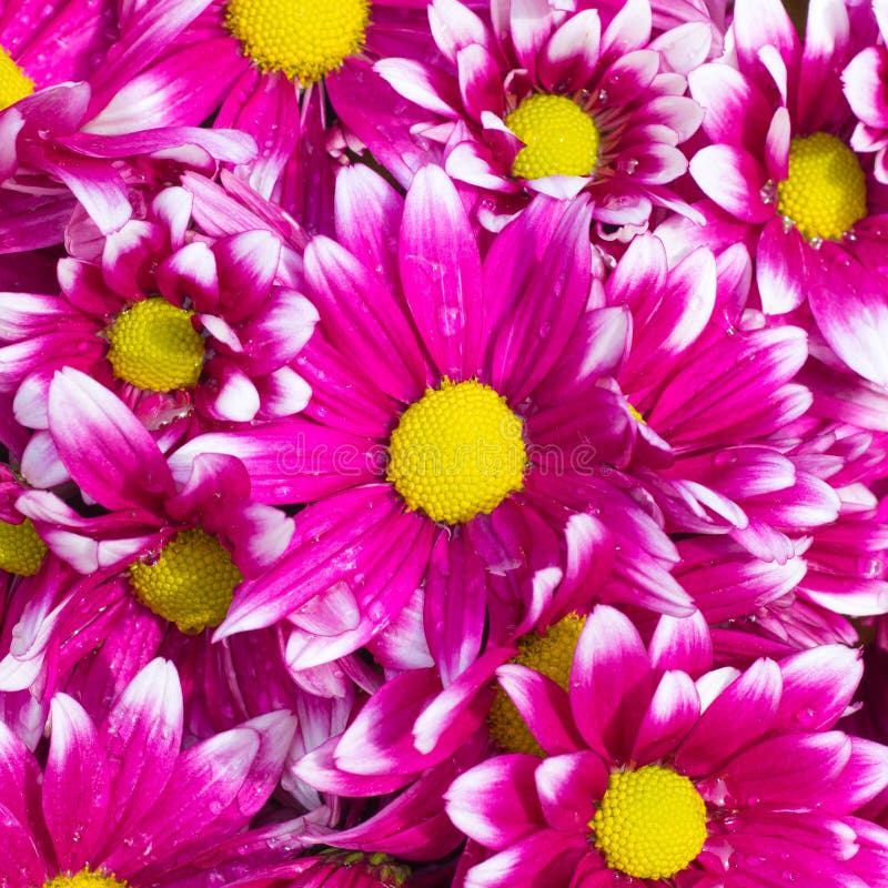 Closeup fresh pink daisies stock photo. Image of flower - 28170758