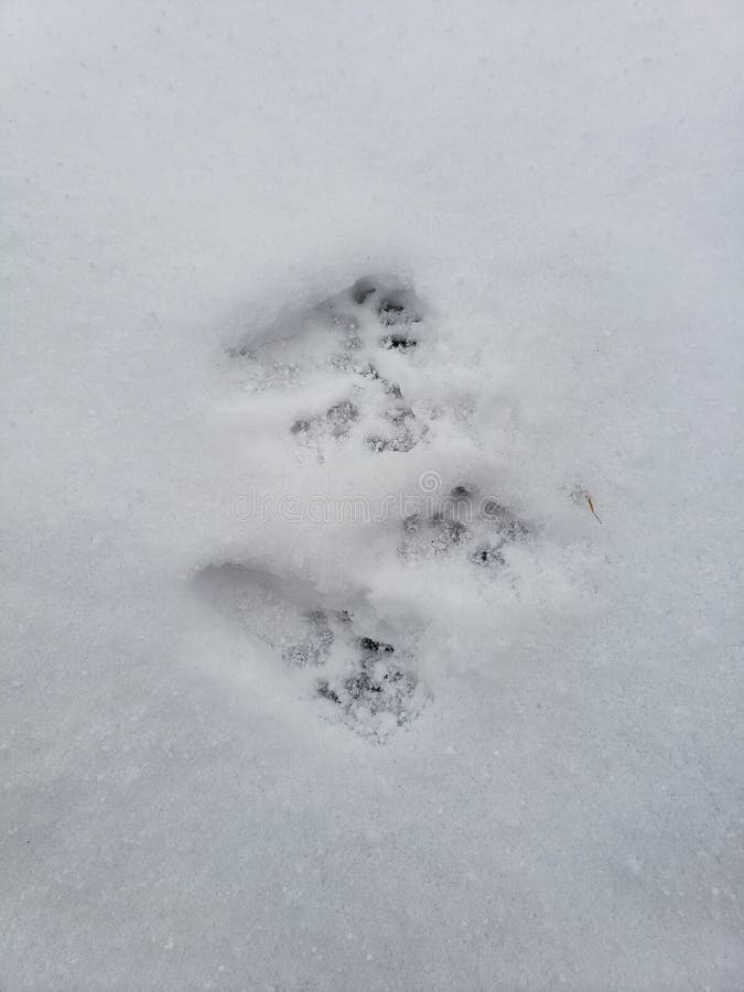 Closeup of Fresh Rabbit Footprints in Snow Stock Image - Image of ...