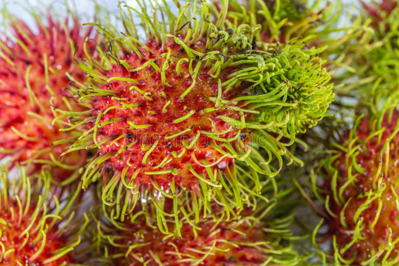 Closeup Fresh Rambutan is a Fruit with Sweet Red Shell Stock Image ...