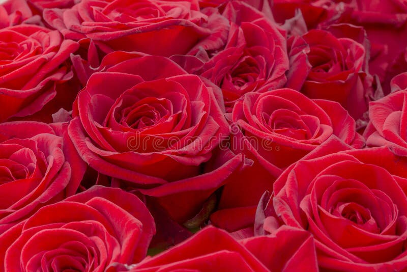 Closeup of a Fresh Red Rose. Big Bunch of Red Roses. Rose Flower ...