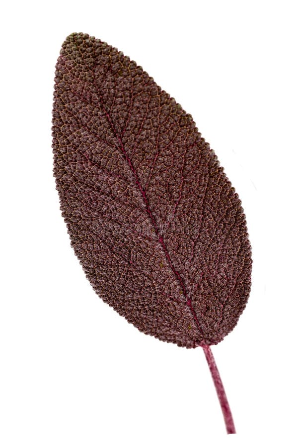 Closeup Fresh Red Sage Leaves on White Withe Background . Alternative ...