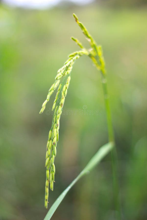 Fresh Rice and Nature Background Stock Photo - Image of field, morning ...