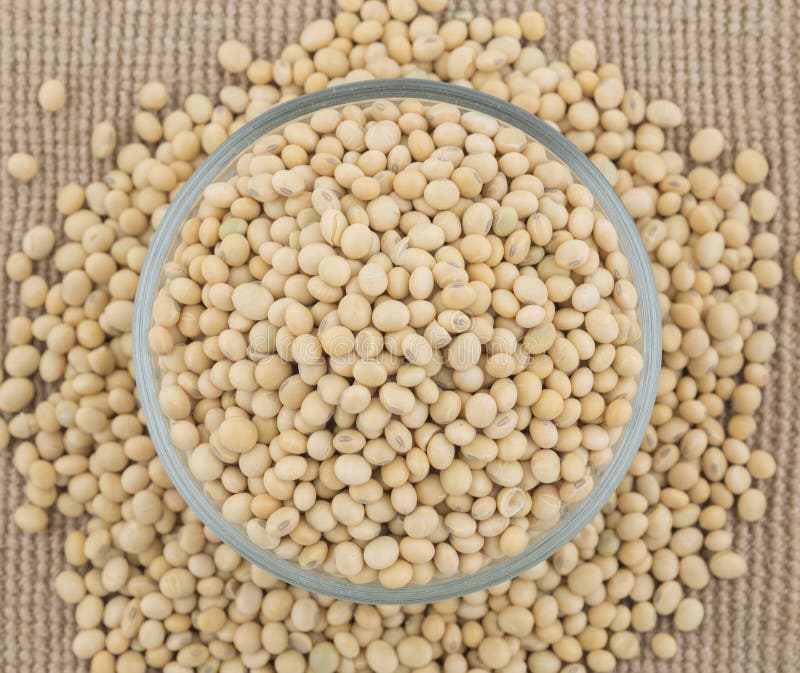 Soya Bean stock photo. Image of fresh, freshness, agriculture - 105602958