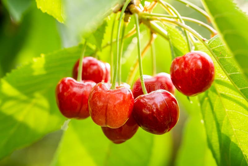 Closeup of Fresh Sweet Cherries on Tree in Sunny Day Stock Photo ...
