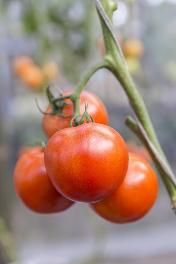 Closeup Fresh Tomato from the Garden Stock Image - Image of field ...
