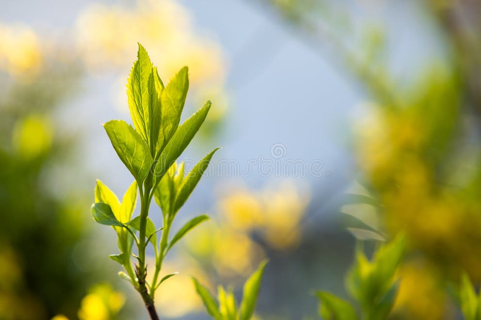Closeup of Fresh Tree Sprouts with Green Leaves in Spring Stock Photo ...