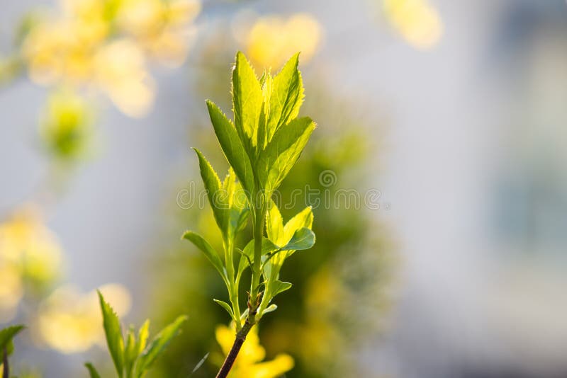 Closeup of Fresh Tree Sprouts with Green Leaves in Spring Stock Photo ...