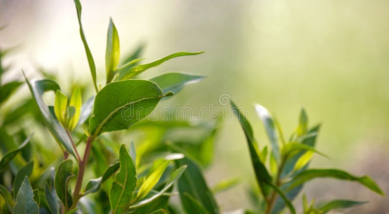 Closeup of Fresh Tree Sprouts with Green Leaves in Spring Stock Photo ...