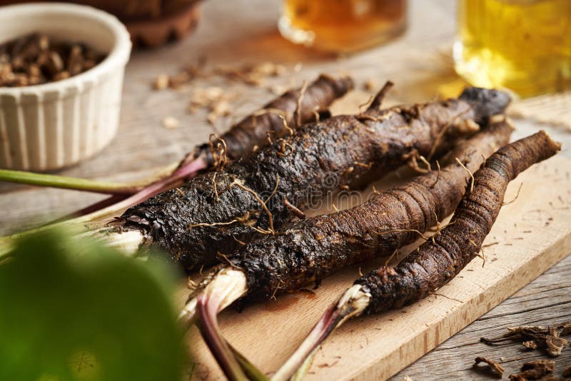 Closeup of Fresh Whole Burdock Root on a Table Stock Illustration ...