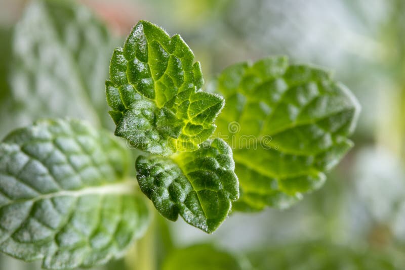 Closeup of Fresh Young Green Peppermint Leaves Stock Photo - Image of ...