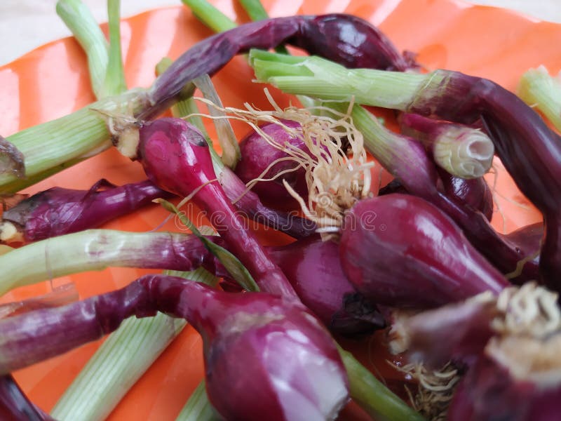 Closeup of Fresh Young Onions with Roots and Leaves in a Plate on White ...