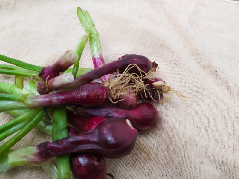Closeup of Fresh Young Onions with Roots and Leaves in a Plate on White ...