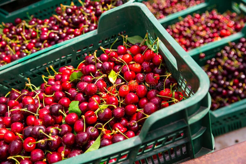 Closeup of Freshly Harvested Cherry in Plastic Boxes on Plantation on ...