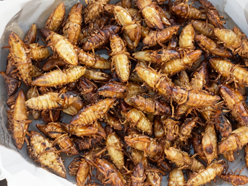 Fried Giant Insects in the Market Stock Photo - Image of lunch, white ...