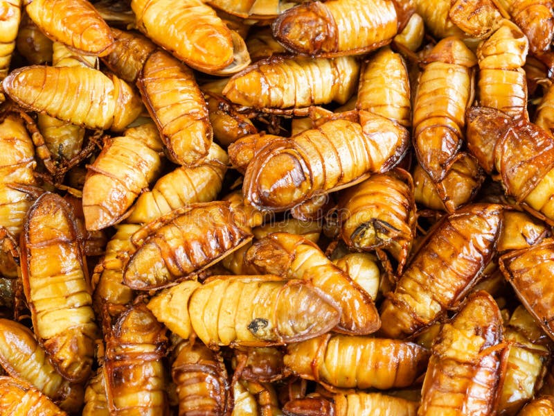 Fried Giant Insects in the Market Stock Image - Image of cuisine ...