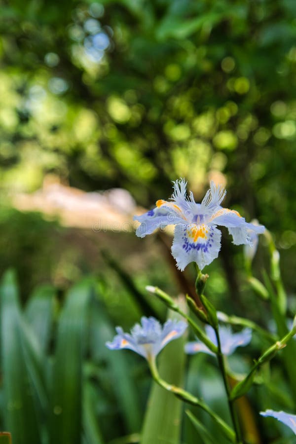 Closeup of the Fringed Iris. Nara Japan Stock Photo - Image of colorful ...