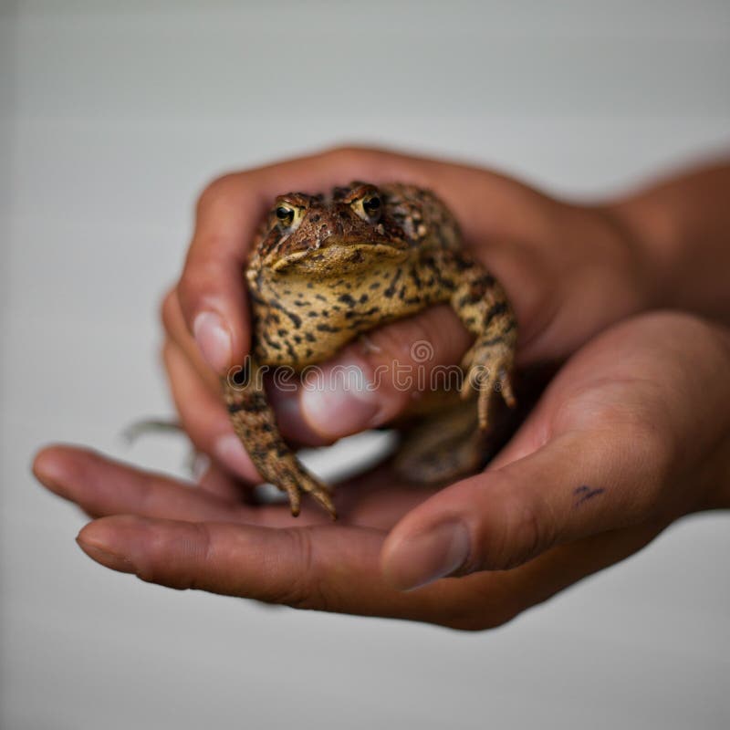 Closeup of a Frog with Black Spots Being Held in a Hand Stock Photo ...