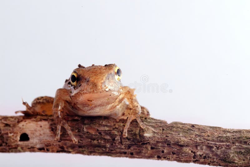 Closeup Frog Isolated with White Color Stock Image - Image of ...
