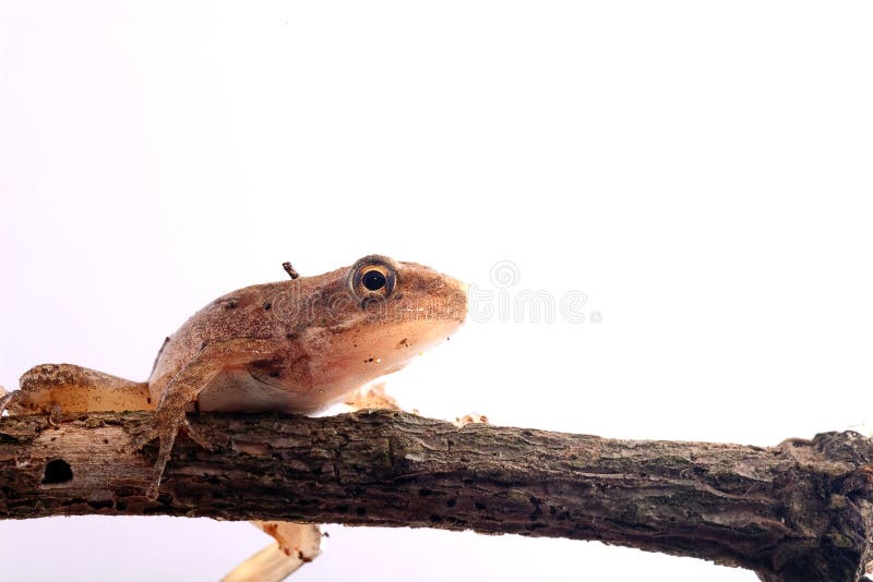 Closeup Frog Isolated with White Color Stock Photo - Image of little ...