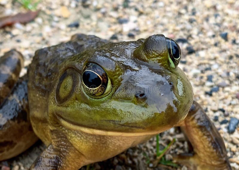 196 Bullfrog Face Stock Photos - Free & Royalty-Free Stock Photos from ...