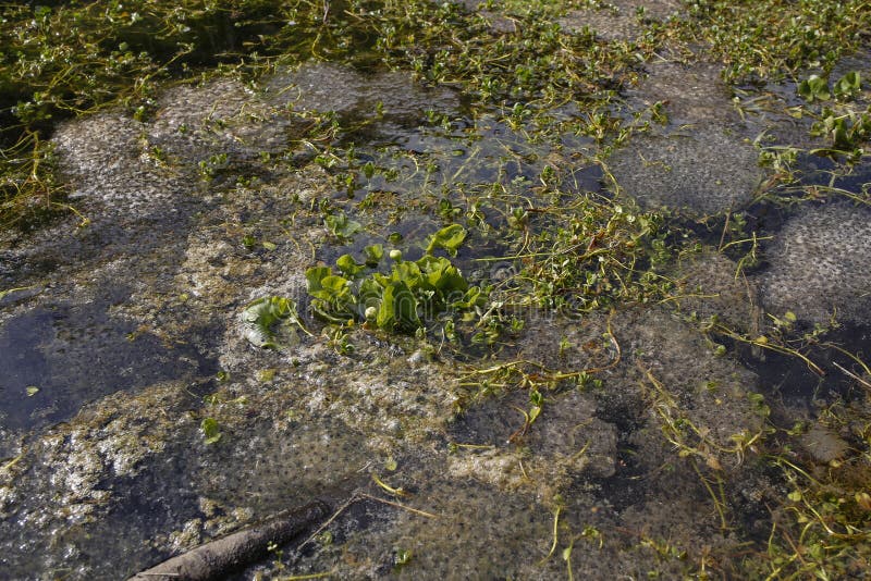 Frog spawn in a pond stock photo. Image of plant, spring - 114653066