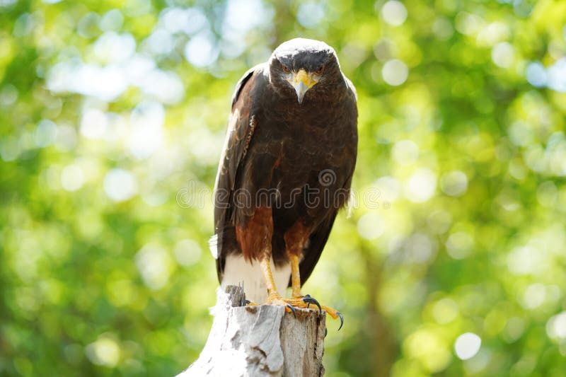 Closeup and Front View of Haris S Hawk on Timber and Blurred of Natural ...