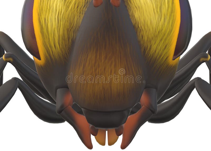 Closeup on the Front View of the Head of a Honey Bee Stock Illustration ...