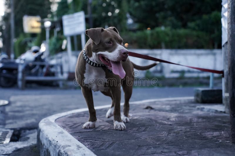 Closeup, Front View of a Pitbull Dog Being Played with in an Urban Area ...