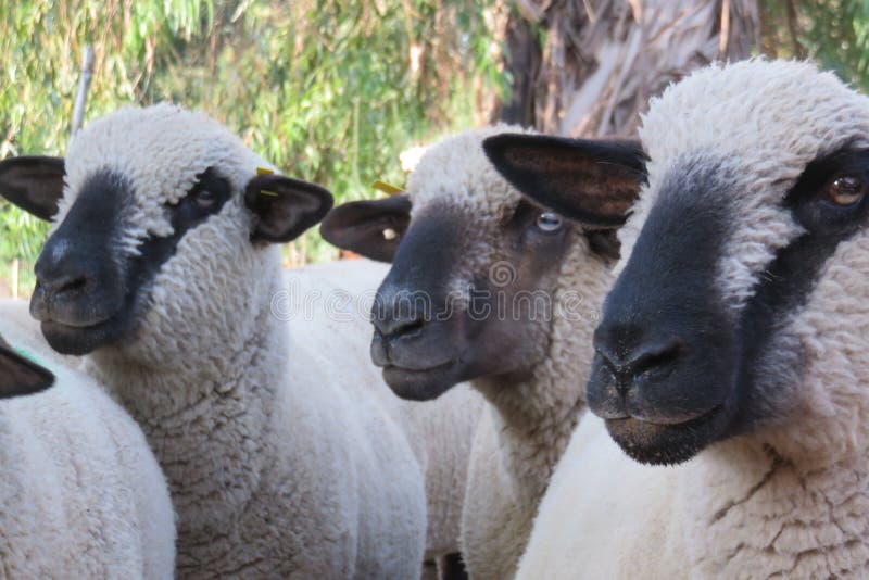 Closeup Front View of Three Sheep Heads, Faces and Necks with ...