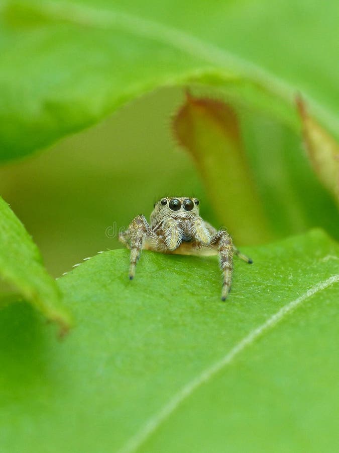 Tiny Jumping Spider Looking into the Camera Stock Photo - Image of bugs ...