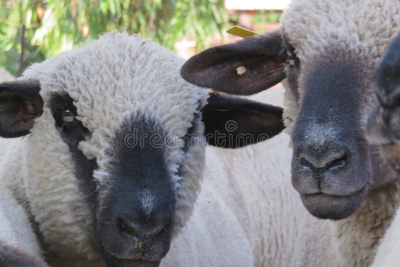 Closeup Front View of Two Sheep Faces Stock Image - Image of twosheep ...
