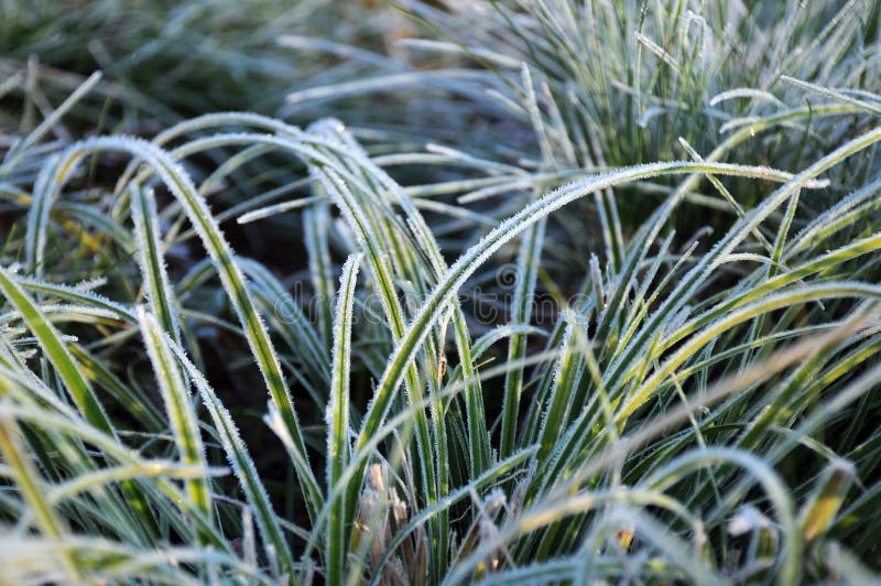 Frozen grass stock photo. Image of meadow, growth, close - 3702962