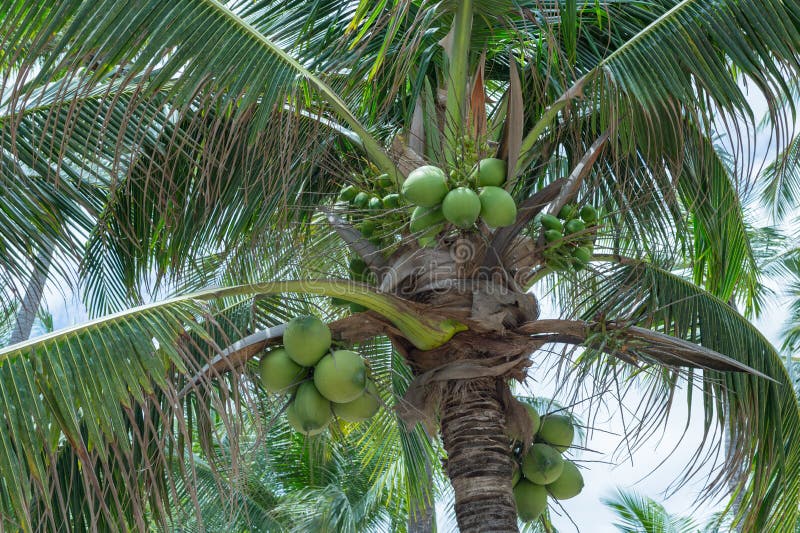 Closeup of coconut tree stock photo. Image of organic - 116276428