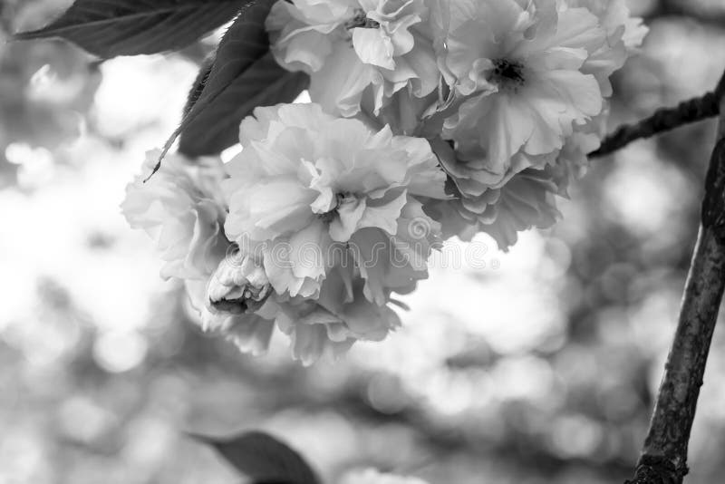 Closeup Fruit Tree Black and White Flowers Spring Blossom Stock Photo ...