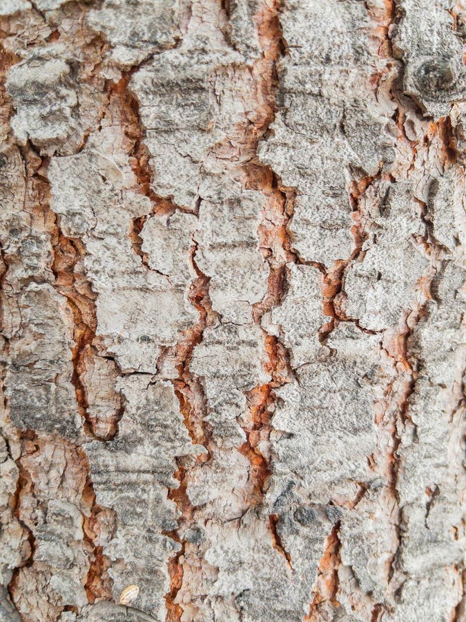 Closeup Full Frame Tree Bark Texture Stock Photo - Image of wood, bark ...
